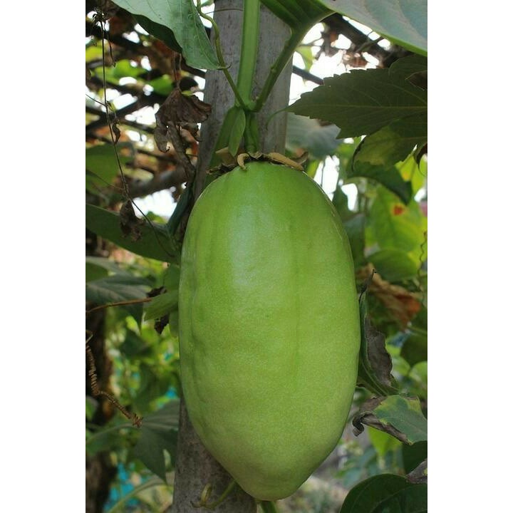 Jual tanaman buah markisa besar markisa jumbo giant markisa | Shopee Indonesia
