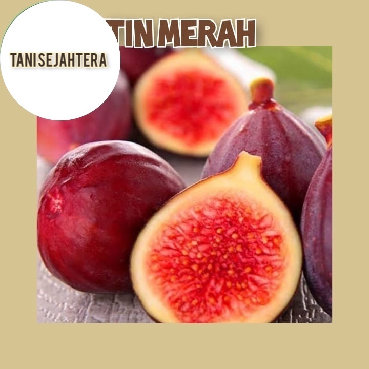 Jual BIBIT BUAH TIN MERAH MUDAH DITANAM SUPER GENJAH | Shopee Indonesia