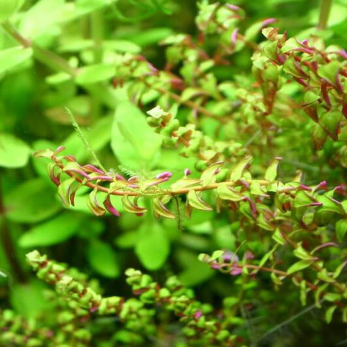 Jual tanaman Aquascape rotala macrandra type 2 ( sp pearl ) | Shopee ...