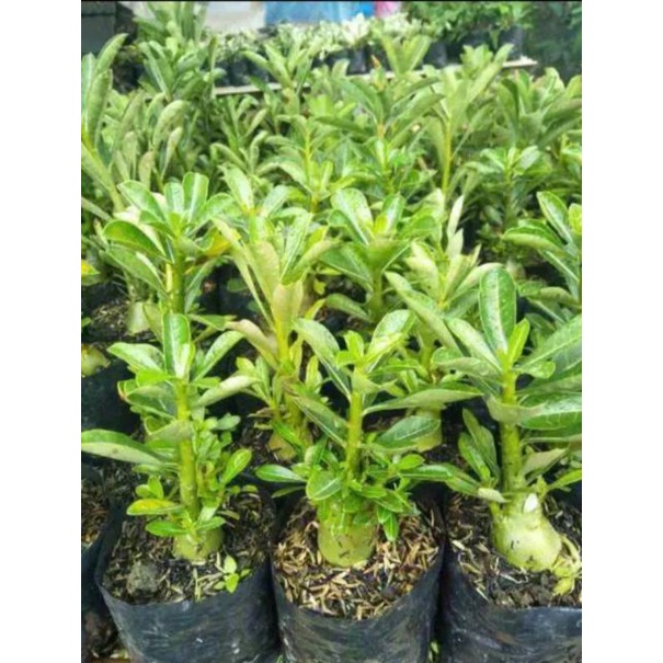 Jual Tanaman hias adenium bunga random | Shopee Indonesia