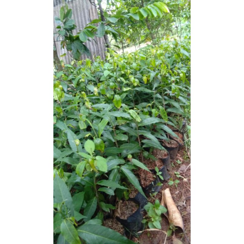Jual bibitan Glodogan tiang | Shopee Indonesia