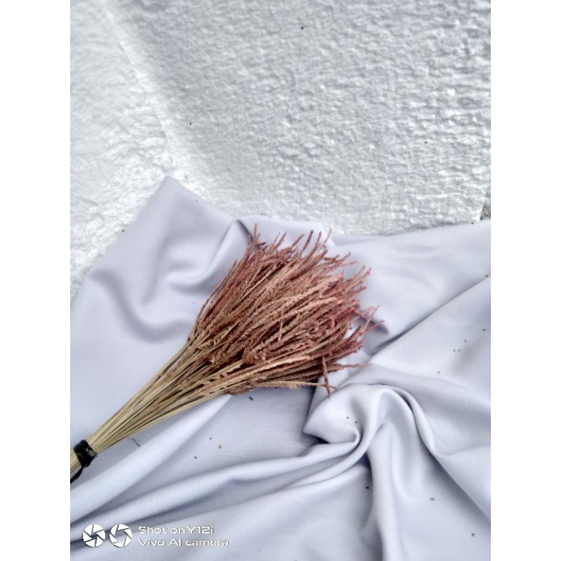 Jual DRIED FLOWER GRASS // BUNGA RUMPUT KERING RUSTIC | Shopee Indonesia