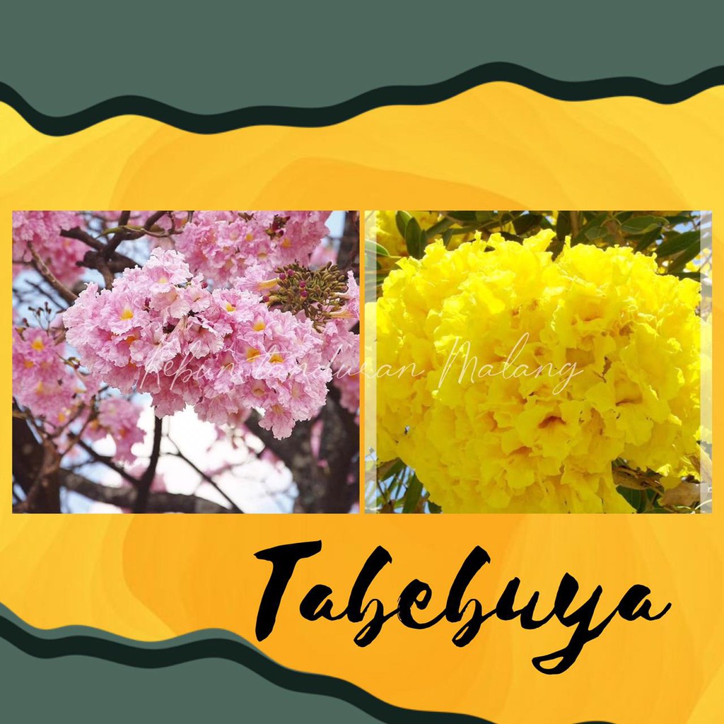 Jual Bibit Bunga Tabebuya Pohon Hidup bukan biji tabebuia / Pohon ...