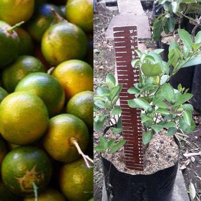 Jual JERUK LEMON CUI | Shopee Indonesia