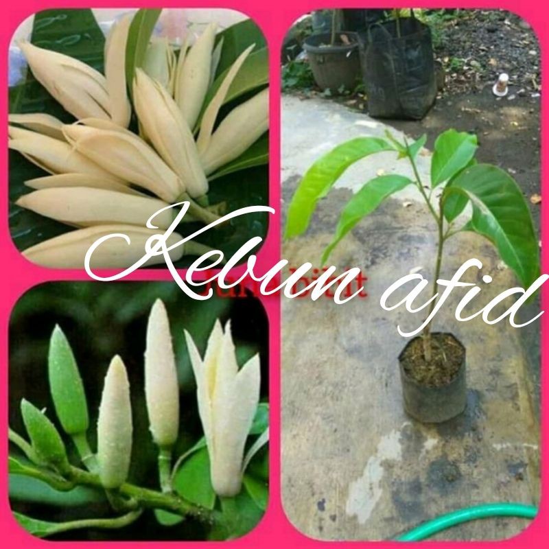 Jual bibit bunga kantil okulasi sambung tempel cepet berbunga | Shopee ...