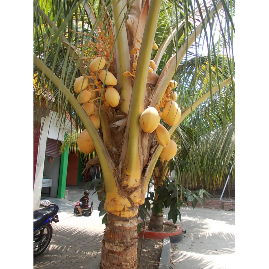 Jual Pohon kelapa gading | suplier tanaman | tanaman hias | desain ...