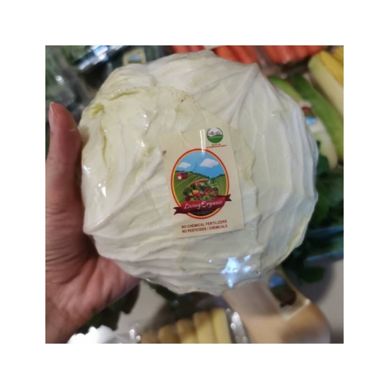 Jual Kol Putih, White Cabbage || 1000 gr || Sayuran Organik | Shopee ...