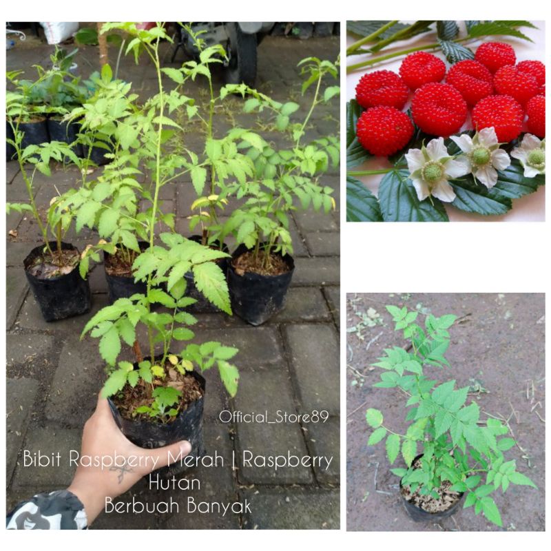 Jual BIBIT TANAMAN BUAH ARBEN HUTAN/ARBEI MERAH/RASPBERRY | Shopee ...