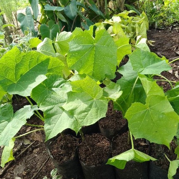 Jual Bibit pohon Jarak pagar/tanaman buah dan daun herbal dan tanaman ...