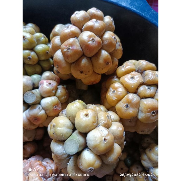 Jual Asam cekala / asam cikala / Buah Kecombrang cikala patikala 500gr ...