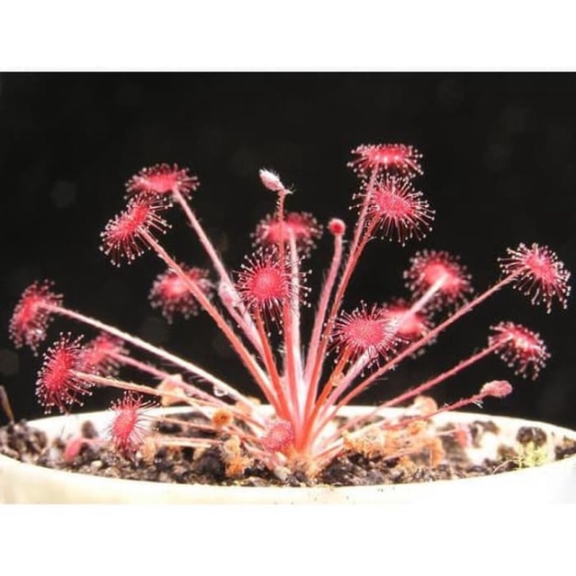 Jual Tanaman Drosera paradoxa/ tanaman karnivora sundew/ tavor drosera ...