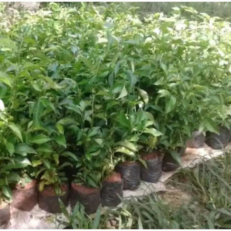 Jual Pohon Teh- Tehan / Acalypha Siamensis Tanaman Pagar | Shopee Indonesia