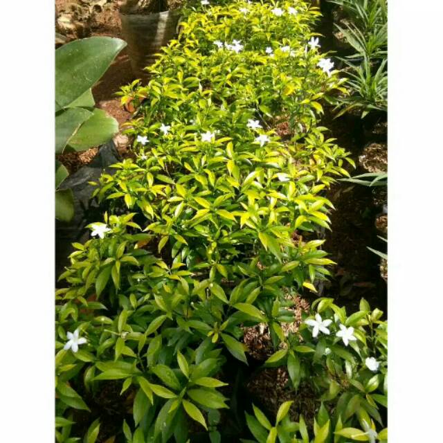 Jual Tanaman hias perdu rembosa mini golden rombusa | Shopee Indonesia