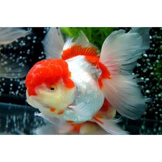 Jual oranda red white short body / ikan mas koki merah putih | Shopee ...