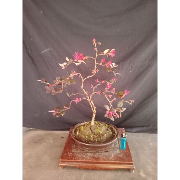 Jual bonsai serut merah..free pot sesuai gambar (tinggal pajang ...