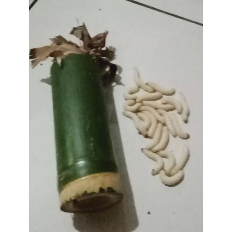 Jual uter bambu atau cankilung bambu 30 biji | Shopee Indonesia