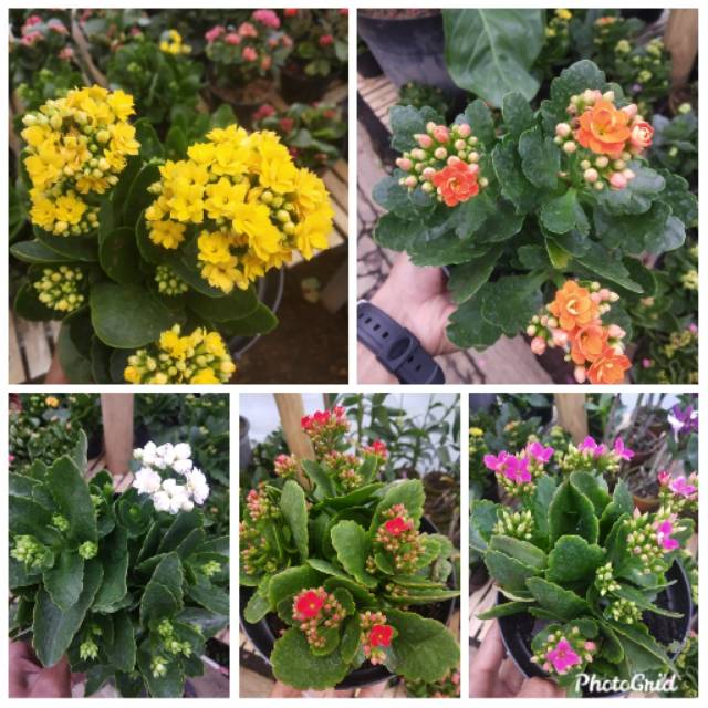 Jual Paket tanaman bunga kalanchoe/cocorbebek/kalandiva (3 pot 3 warna ...