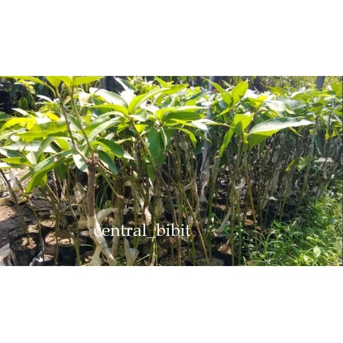Jual Bibit Mangga Podang Gunung | Shopee Indonesia
