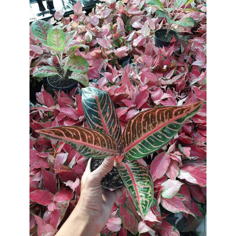 Jual Tanaman hias bunga aglaonema pride of sumatra red | Shopee Indonesia