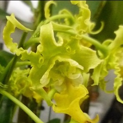 Jual Anggrek Dendrobium spectabile Alba Pra REMAJA | Shopee Indonesia