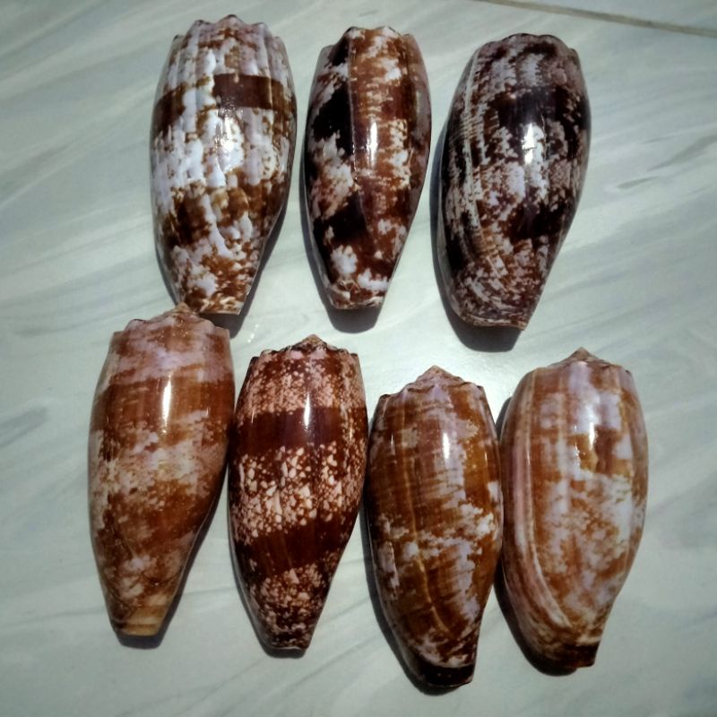 Jual CANGKANG KERANG CONUS GEOGRAPHUS | Shopee Indonesia