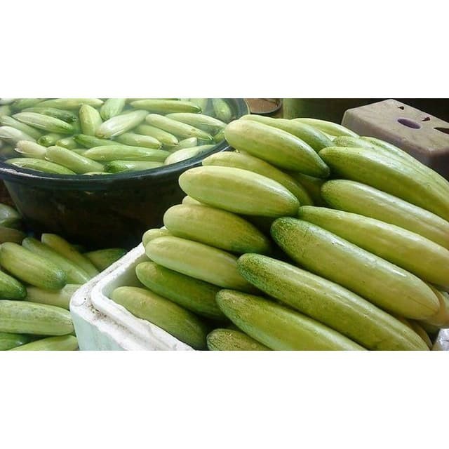 Jual Timun Lokal ORGANIK 1Kg | Shopee Indonesia