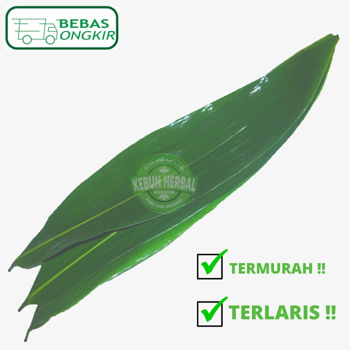 Jual New DAUN BAMBU SEGAR PILIHAN BUNGKUS BACANG DAN HERBAL | Shopee ...