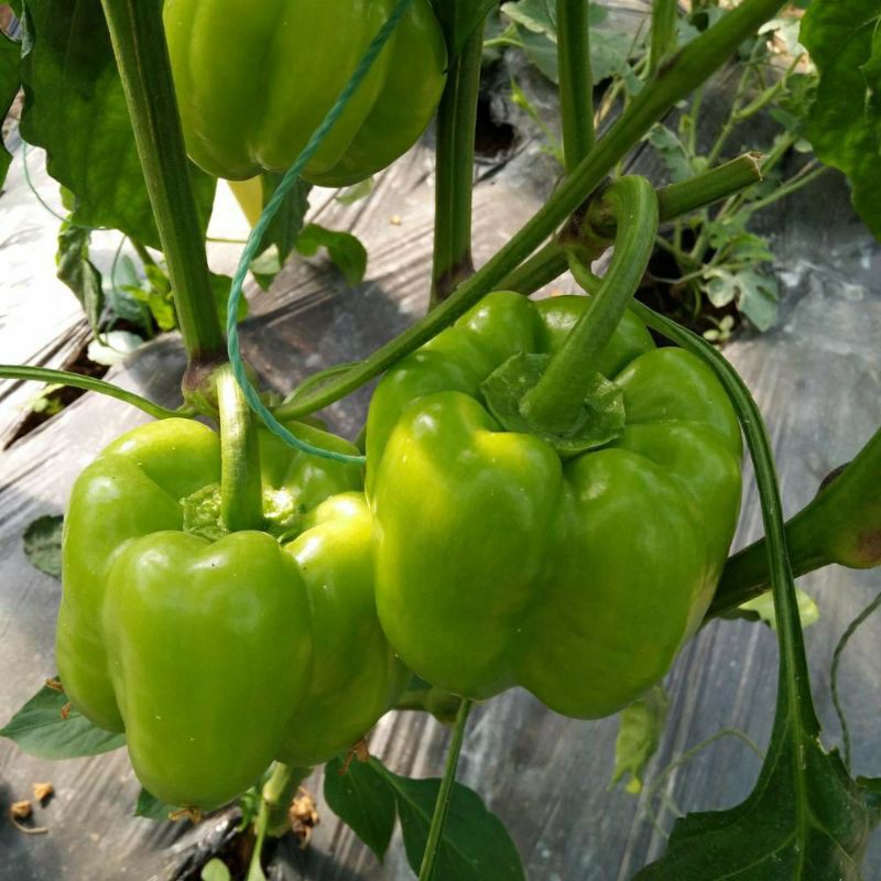Jual 4 Benih Paprika Hijau F1 Hibrida Super Beauty Bell Sayuran Unggul ...