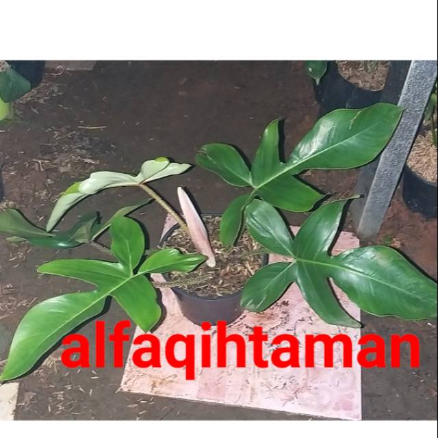 Jual Tanaman hias philodendron squamiferum - pilo merpati batang ...