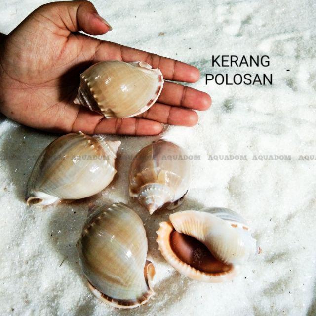Jual CANGKANG KERANG TEMPURUNG KELOMANG LAUT RUMAH UMANG ( SERIES 01 ) | Shopee Indonesia