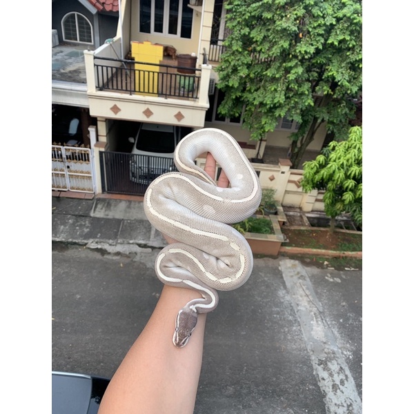 Jual ball python purple passion/ ballpython lucy female | Shopee Indonesia