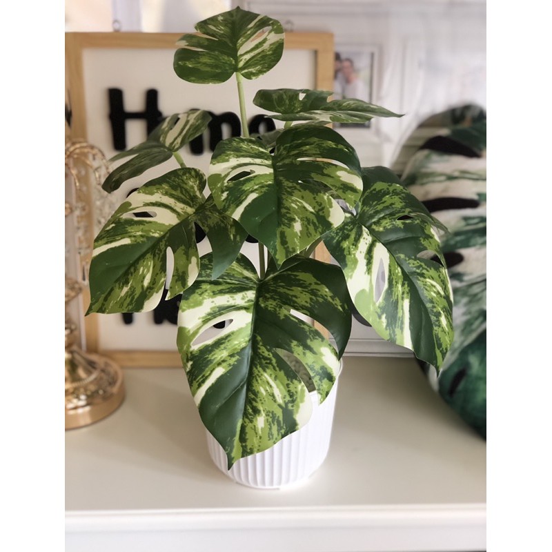 Jual Monstera dengan vas putih | Shopee Indonesia