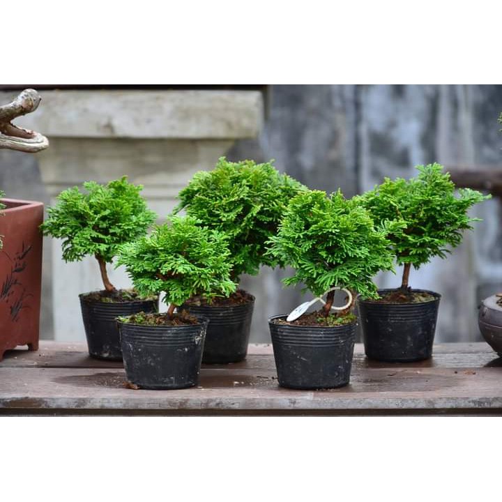Jual TANAMAN HIAS CEMARA INOKI / HINOKI CYPRESS BAHAN BONGSAI HIJAU ...