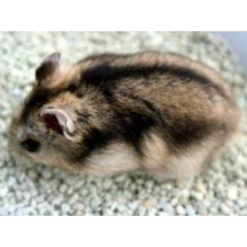 Jual hamster Campbell, winter white, syirian, robo hamster tasik ...