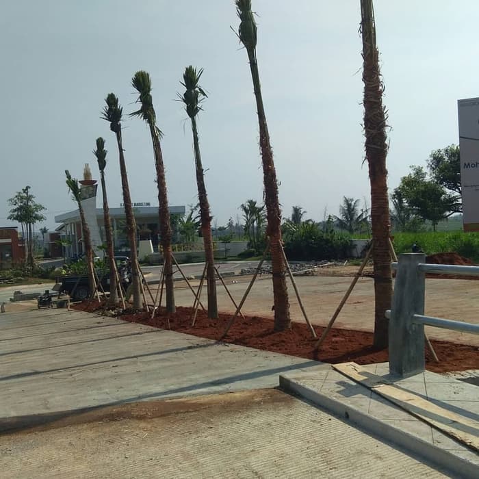Jual Palem Sadeng - pohon palem -Tanaman hias | Shopee Indonesia