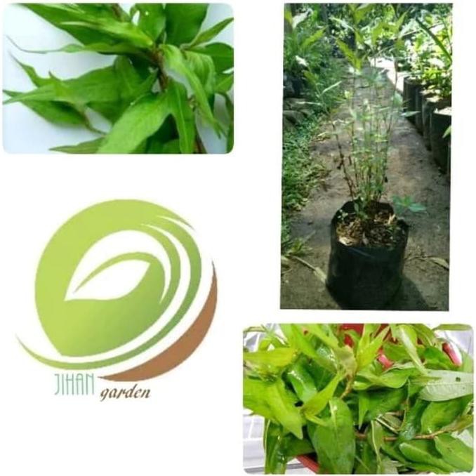 Jual uk> bibit tanaman daun kesum/laksa leaf/kesom/senahun/pohon kesum ...