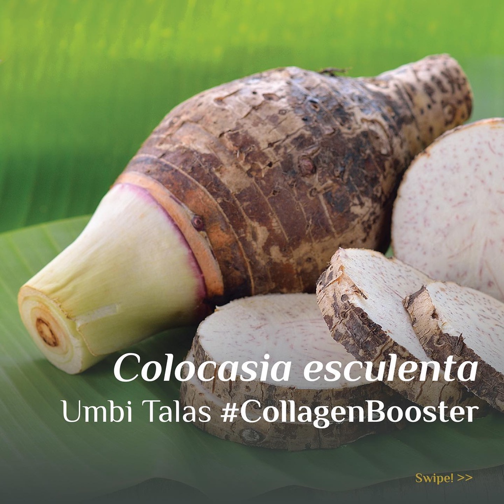 Jual TALAS SEGAR surga kebutuhan ku talas bogor Talas lokal keladi ...