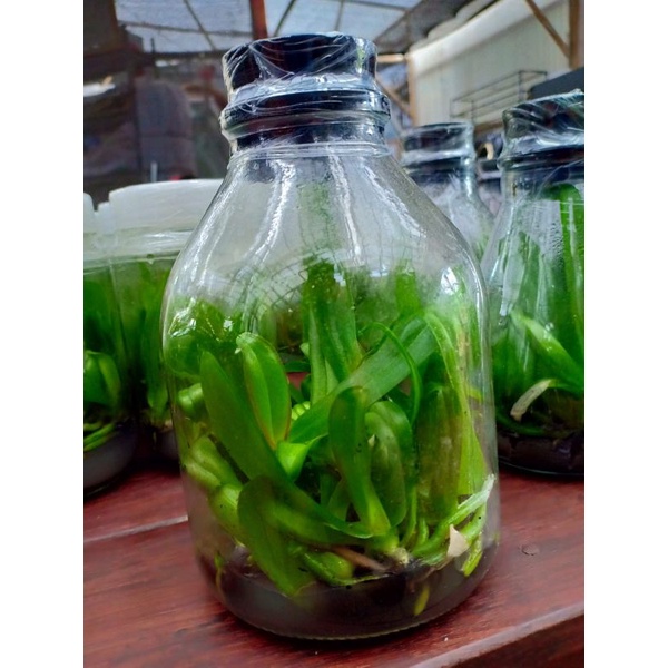 Jual Anggrek bulan botol gendok besar | Shopee Indonesia