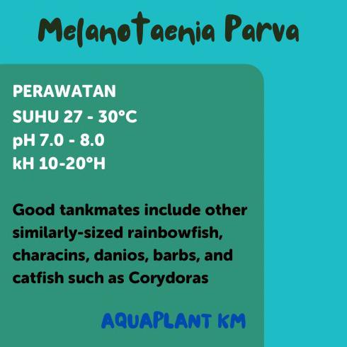 Jual Terbaru Ikan Rainbow Kurumoi Melanotaenia Parva - 3 Cm | Shopee ...