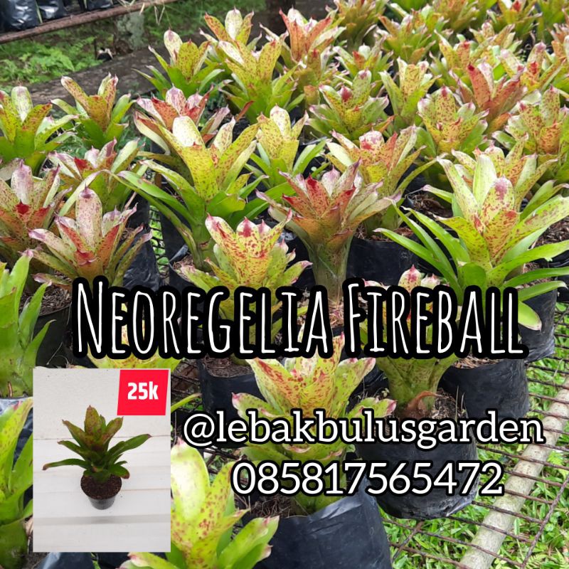 Jual Bromelia Neoregelia Fireball | Tanaman Hias | Shopee Indonesia