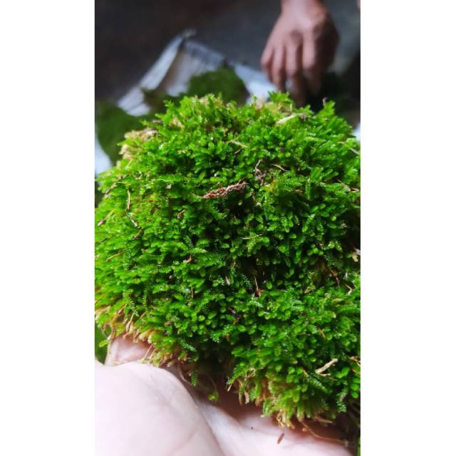 Jual LUMUT HIDUP | LUMUT HUTAN 200 GRAM | Shopee Indonesia