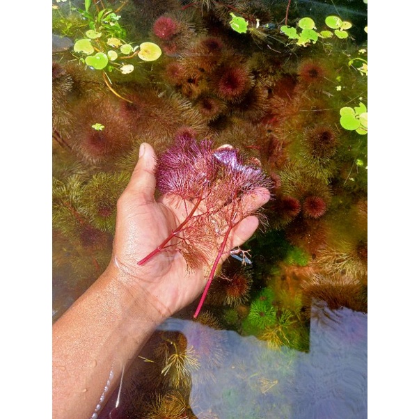 Jual Cabomba Fulcatra Red - Tanaman Aquascape | Shopee Indonesia