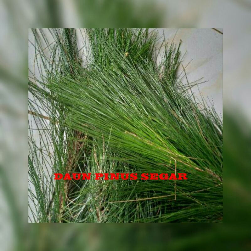 Jual daun pinus/daun pinus segar | Shopee Indonesia