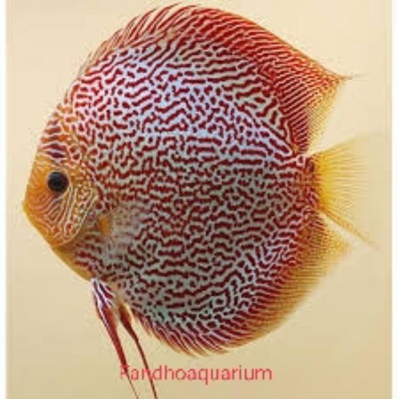 Jual Ikan Discus 2 Inc Leopard Snack Skin | Shopee Indonesia