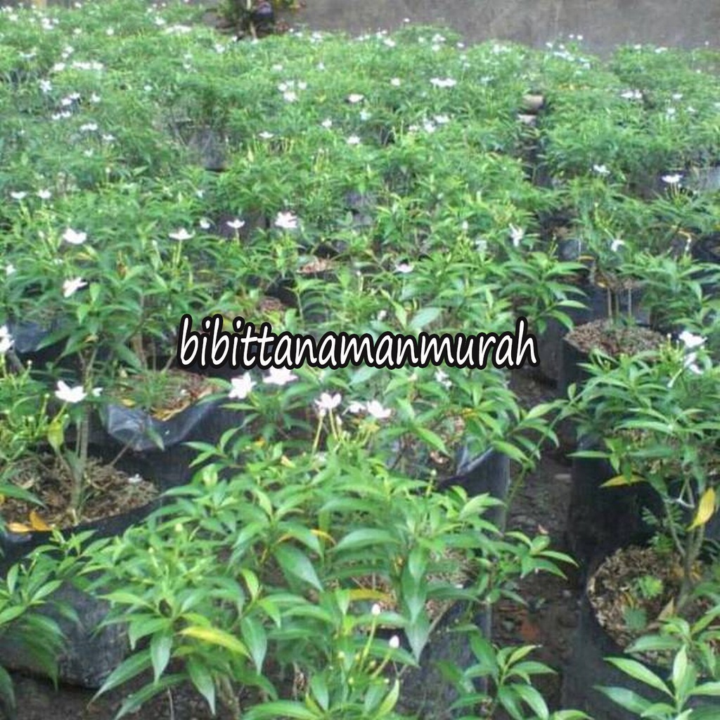 Jual BIBIT BUNGA ROMBUSA (BELI 5 GRATIS 1) | Shopee Indonesia