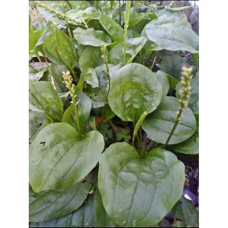 Jual daun sendok/Plantago major | Shopee Indonesia