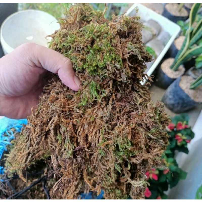 Jual Lumut hidup 100 gram, Lumut hutan, media tanam propagasi | Shopee ...