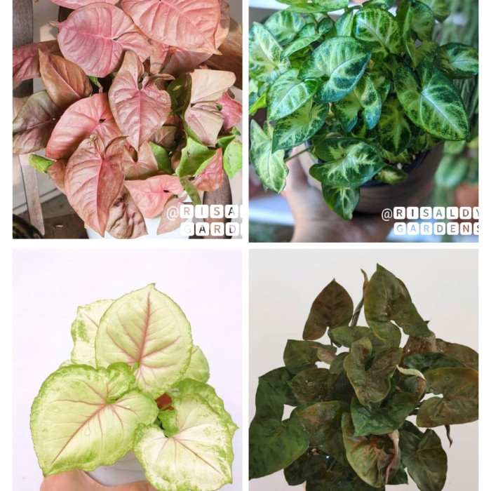 Jual PROMO!!! paket 4 tanaman hias syngonium / syngonium murah ... Jual PROMO!!! paket 4 tanaman hias syngonium / syngonium murah ...