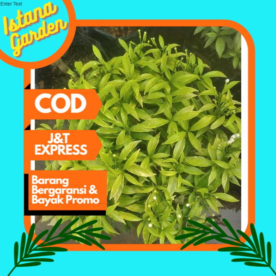 Jual Tanaman hidup rombusa kuning dan berkulitas | Shopee Indonesia