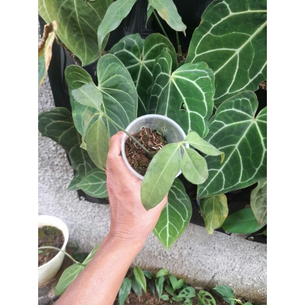 Jual Anthurium digitatum | Shopee Indonesia